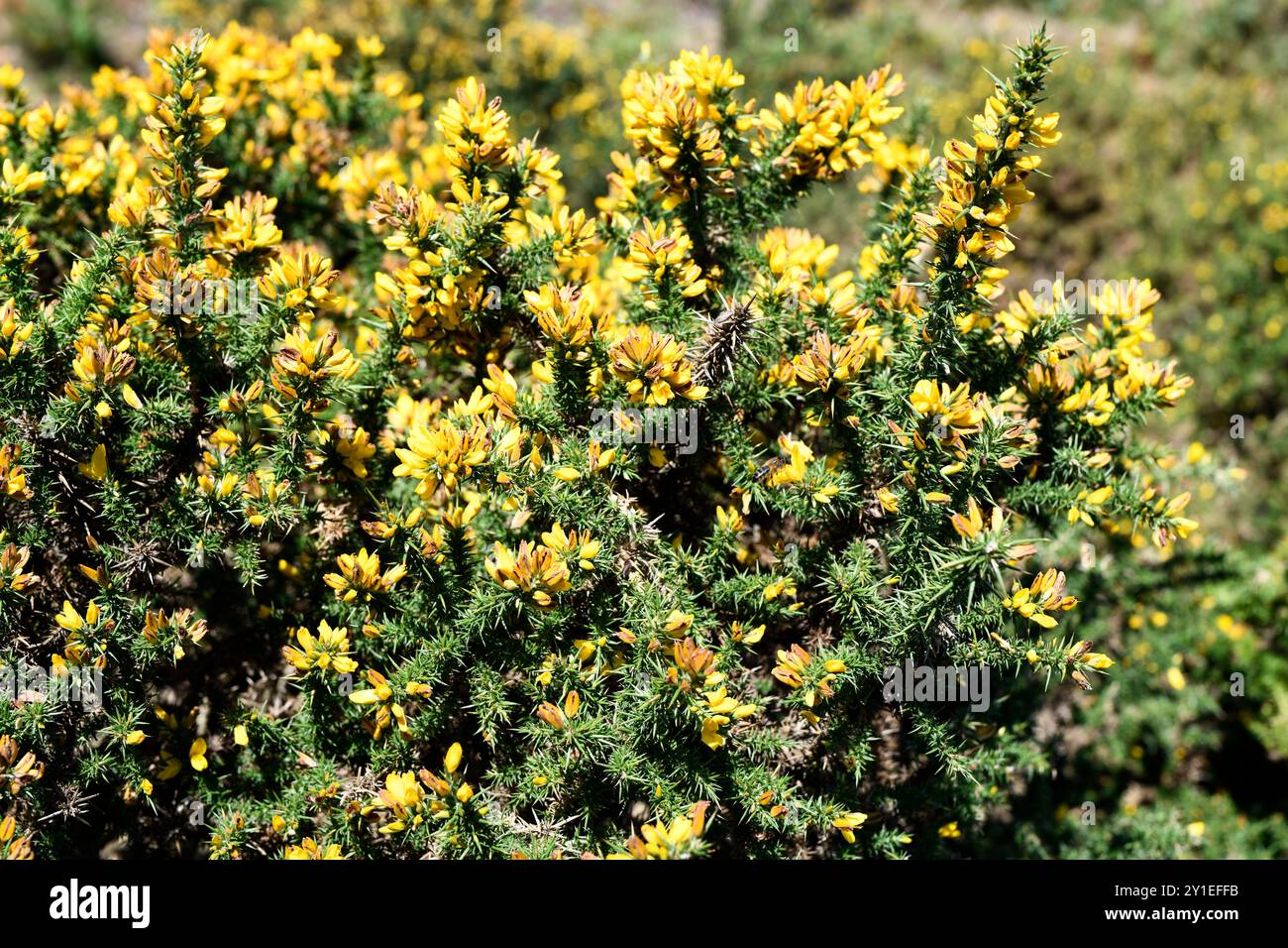 Common gorse (Ulex europaeus) is an evergreen shrub native to western ...