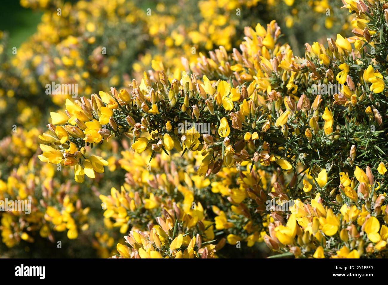 Common gorse (Ulex europaeus) is an evergreen shrub native to western ...