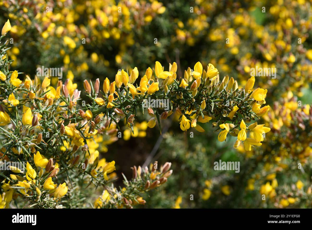 Common gorse (Ulex europaeus) is an evergreen shrub native to western ...