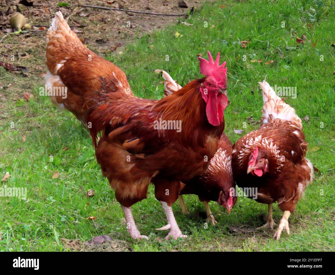 Scharrbereiche hi-res stock photography and images - Alamy