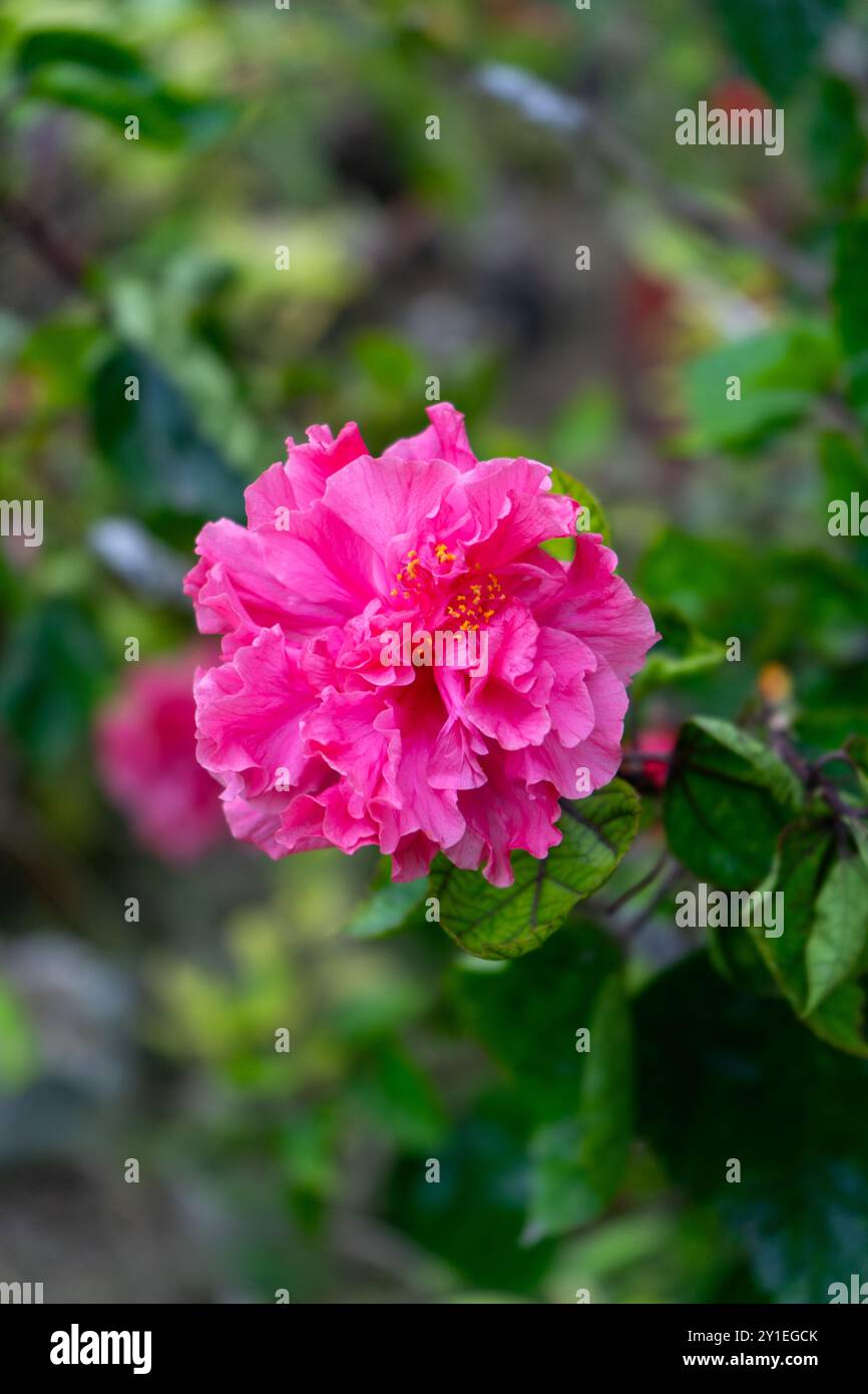 Hibiscus rosa-sinensis Terry Hibiscus pink color Stock Photo - Alamy
