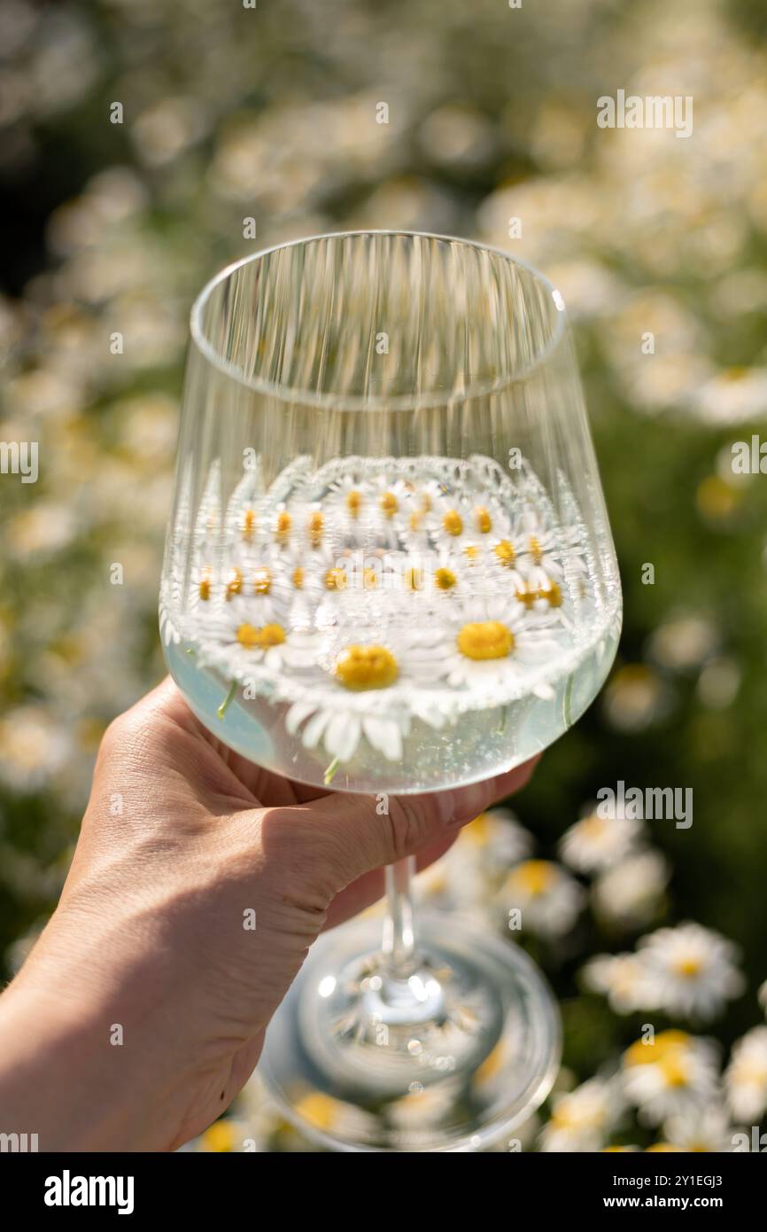 Daisy petals. Collection of medicinal herbs. Chamomile tea, health ...