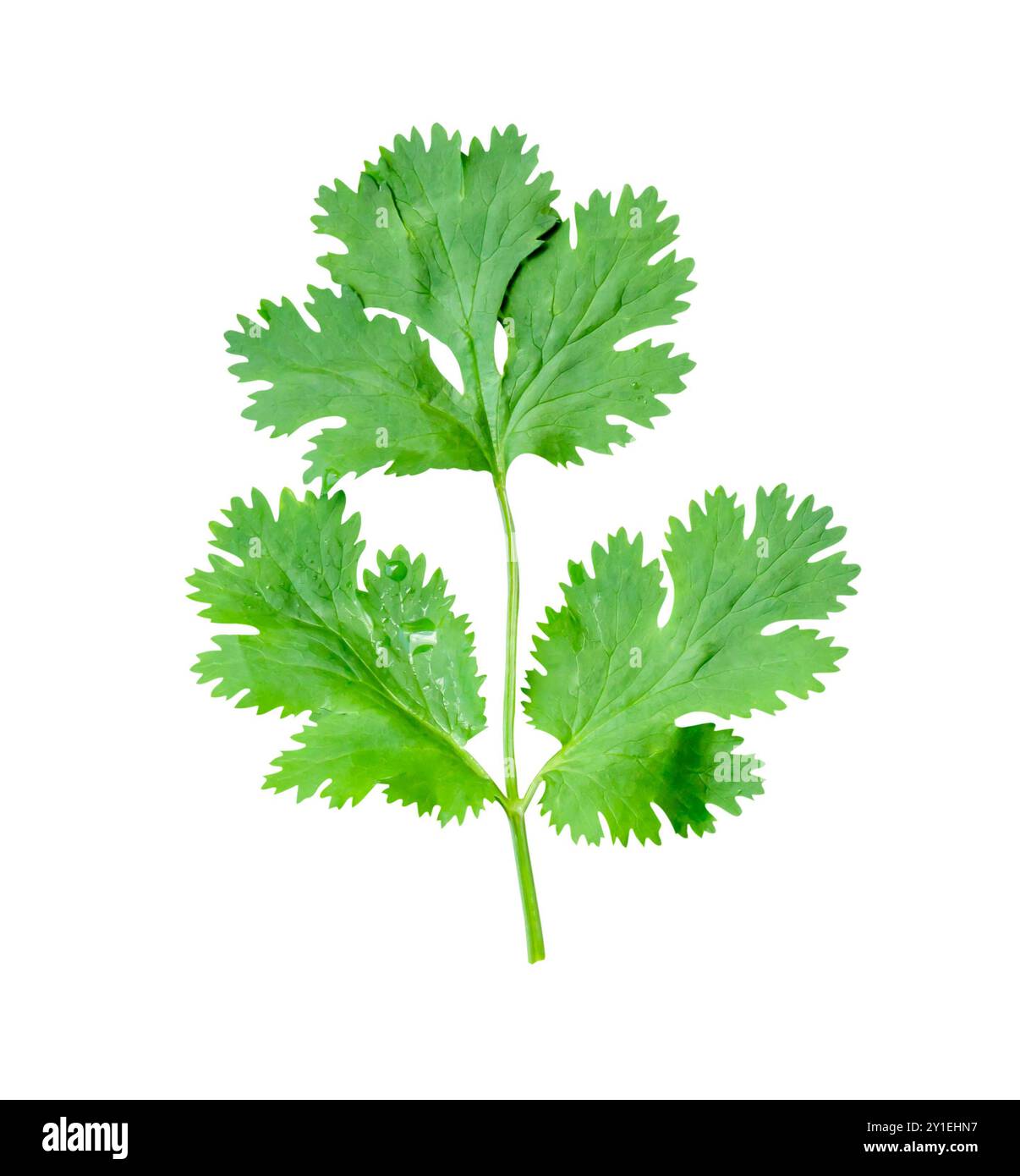 Top view of fresh green coriander leaf is isolated on white background ...