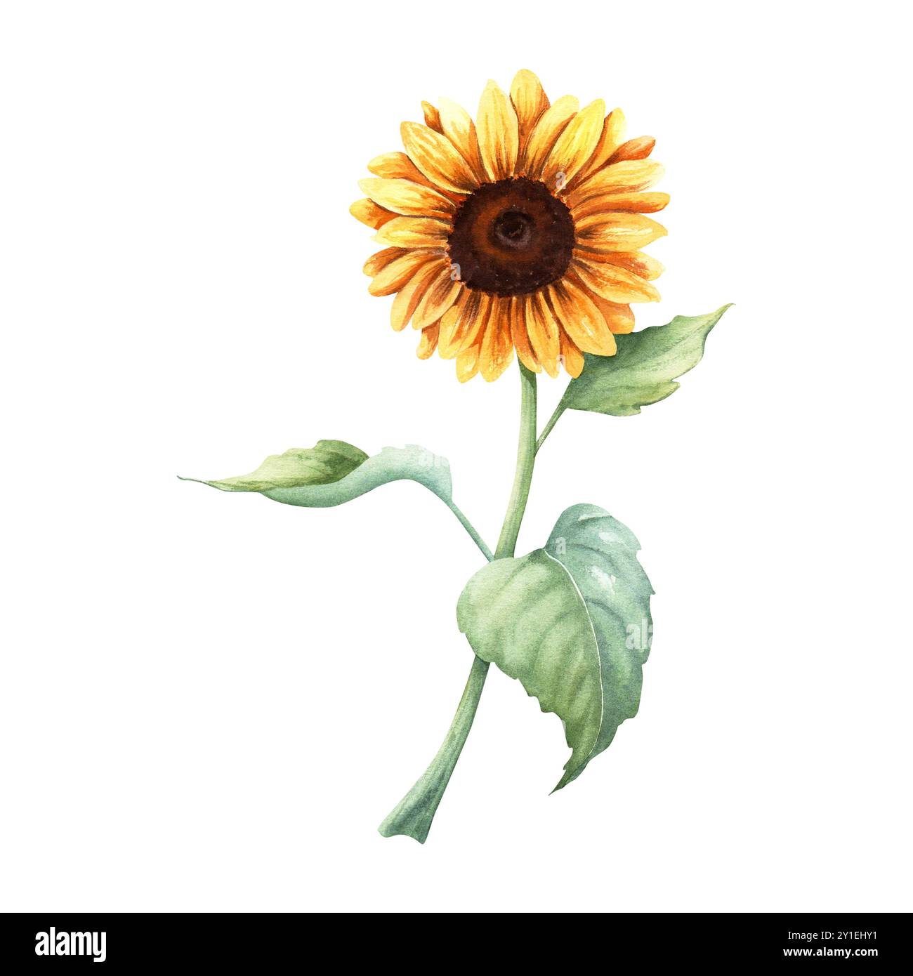 The common sunflower large annual forb plant. Hand drawn botanical ...