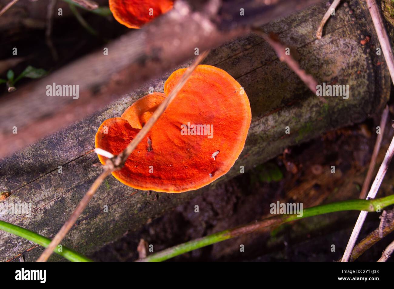 close up of Pycnoporus sanguineus mushroom Stock Photo - Alamy