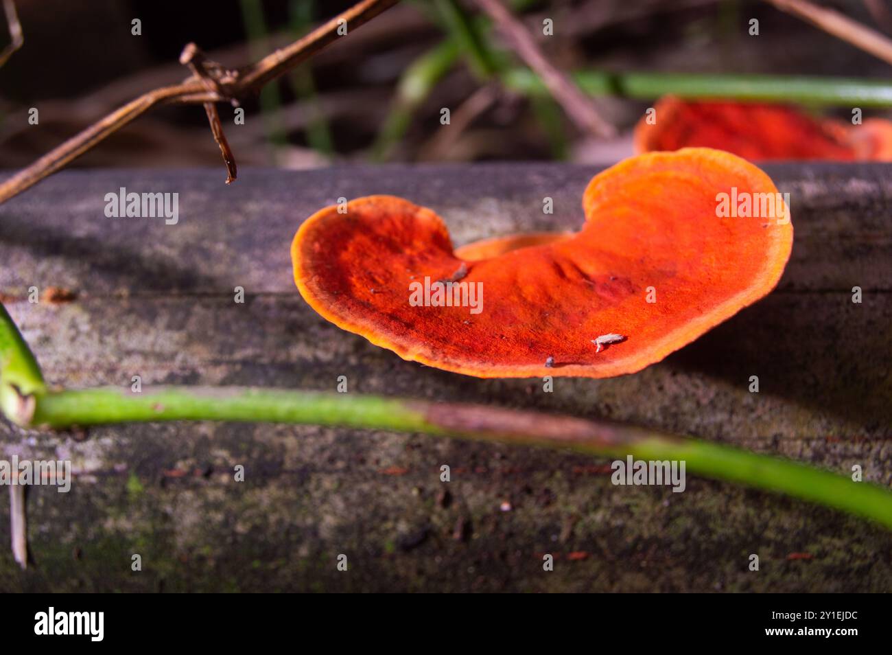close up of Pycnoporus sanguineus mushroom Stock Photo - Alamy