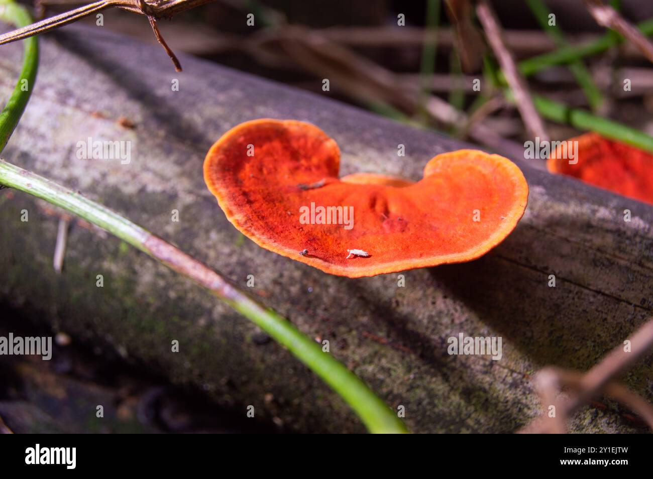 close up of Pycnoporus sanguineus mushroom Stock Photo - Alamy