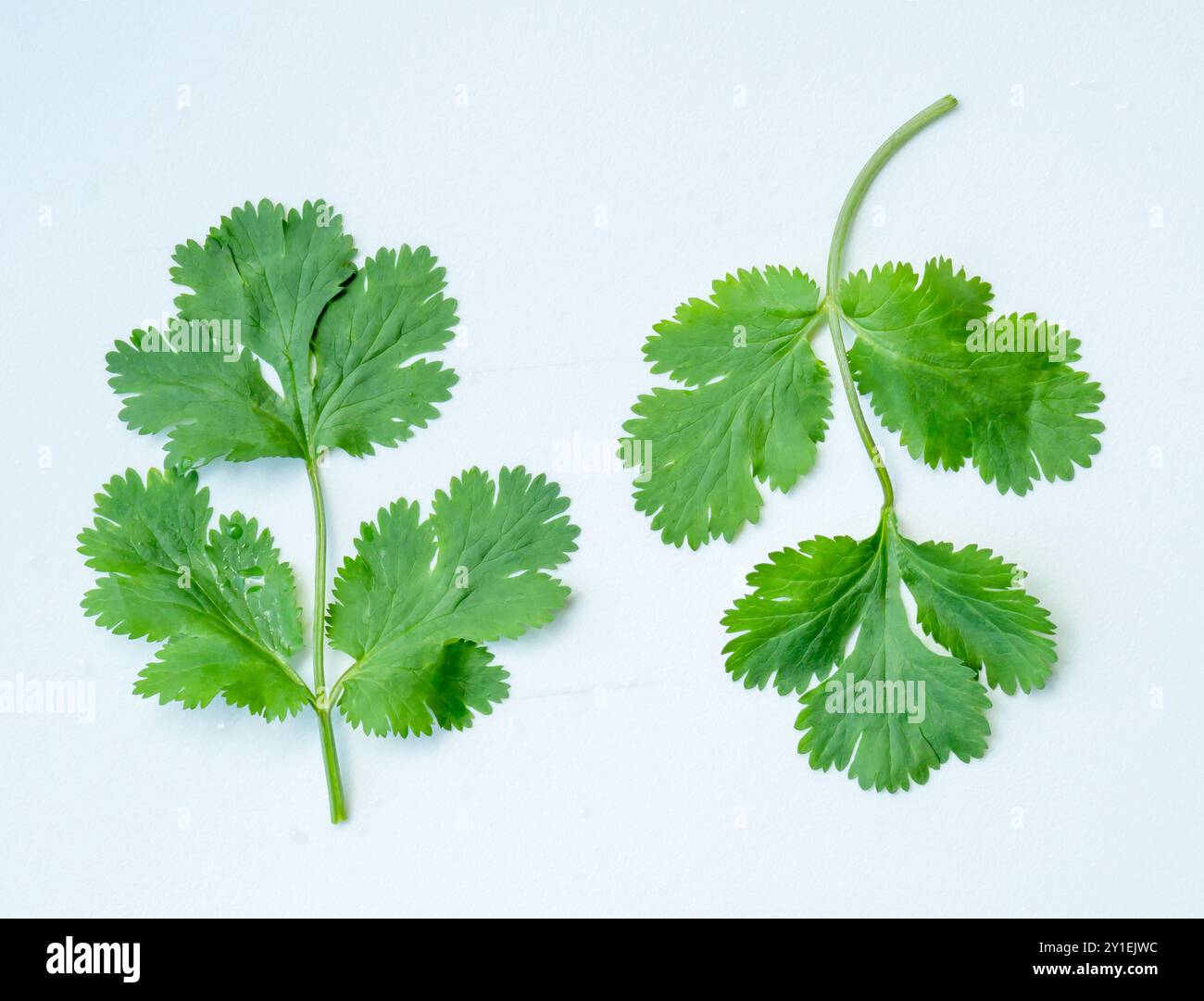 Top view set of fresh green coriander leaves is isolated on white ...