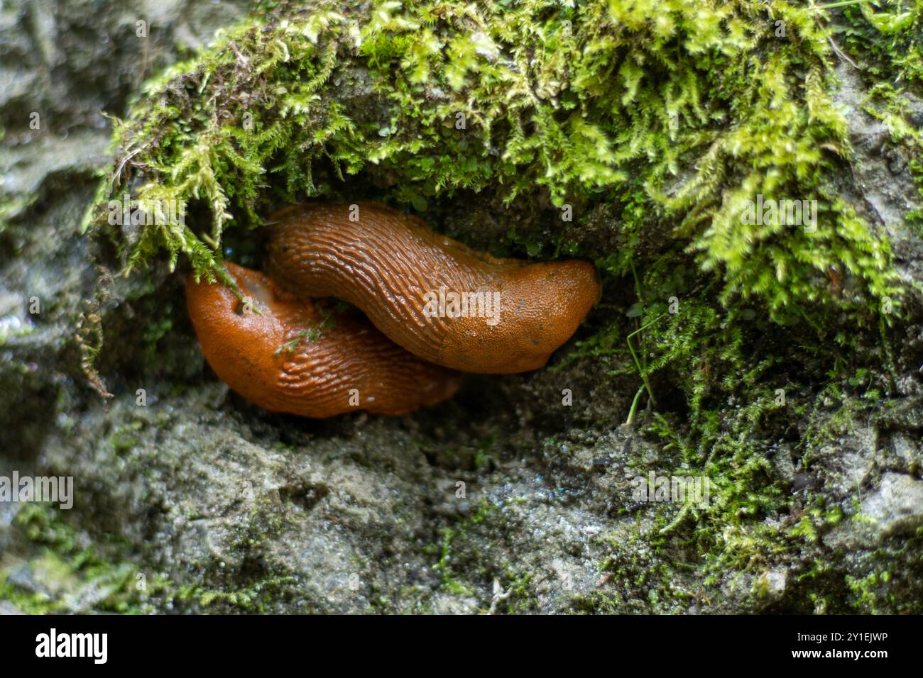 Brown slugs on moss. Wild animal Stock Photo - Alamy