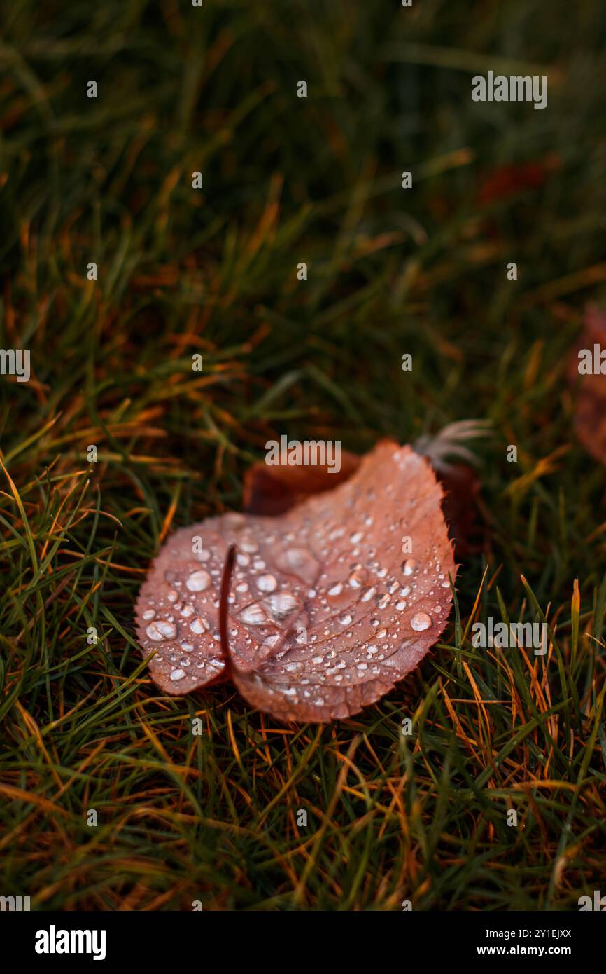 Single brown leaf laying on a bed of green grass with water droplets ...