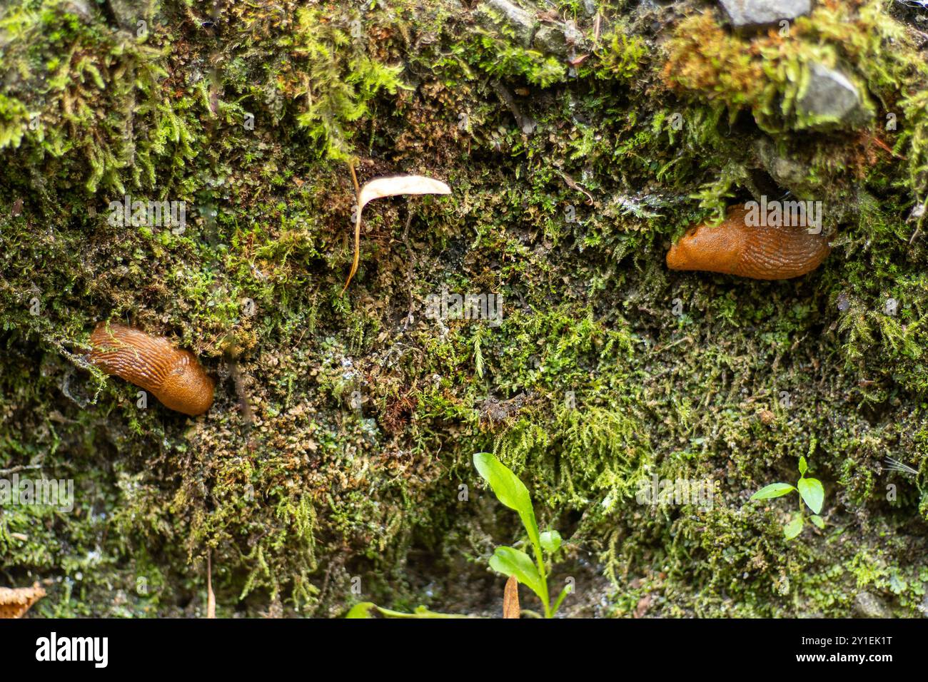 Brown slug on moss. Wild animal Stock Photo - Alamy