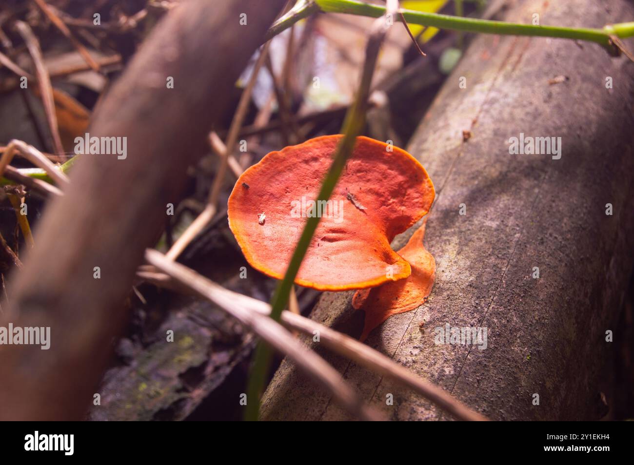 close up of Pycnoporus sanguineus mushroom Stock Photo - Alamy