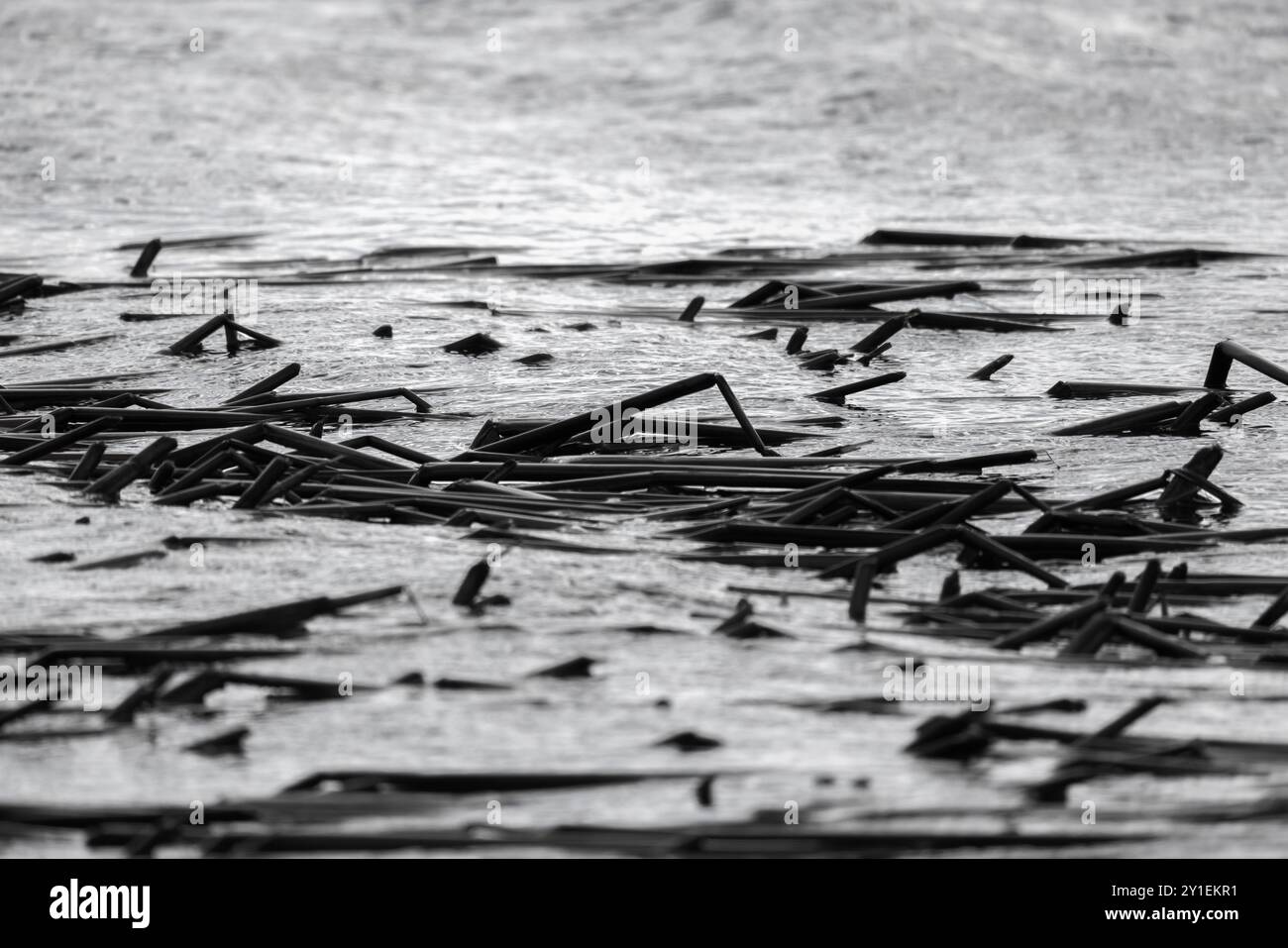 Abstract natural black and white background photo, dry broken reed ...