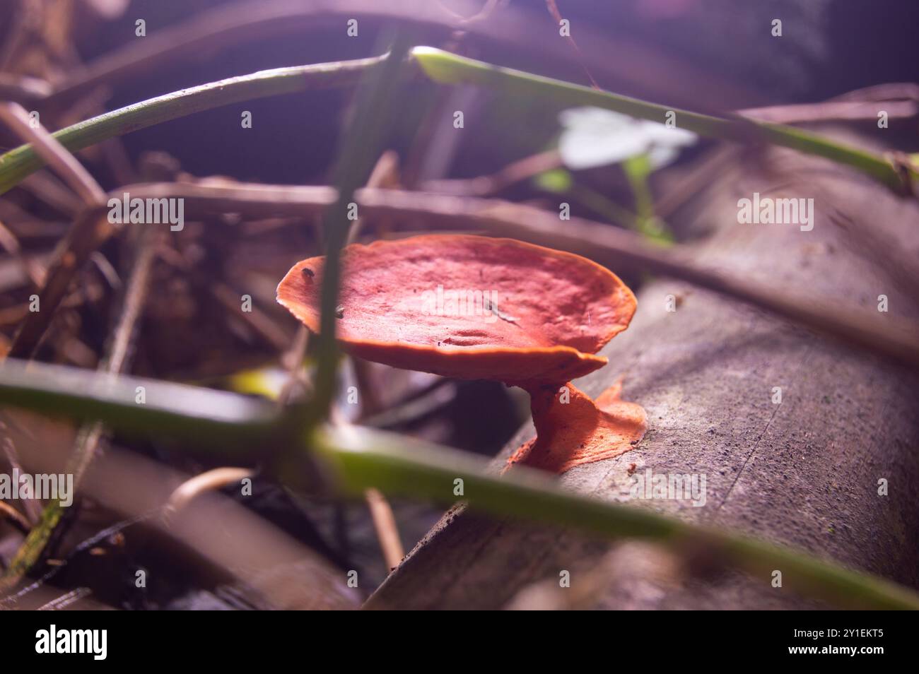 close up of Pycnoporus sanguineus mushroom Stock Photo - Alamy
