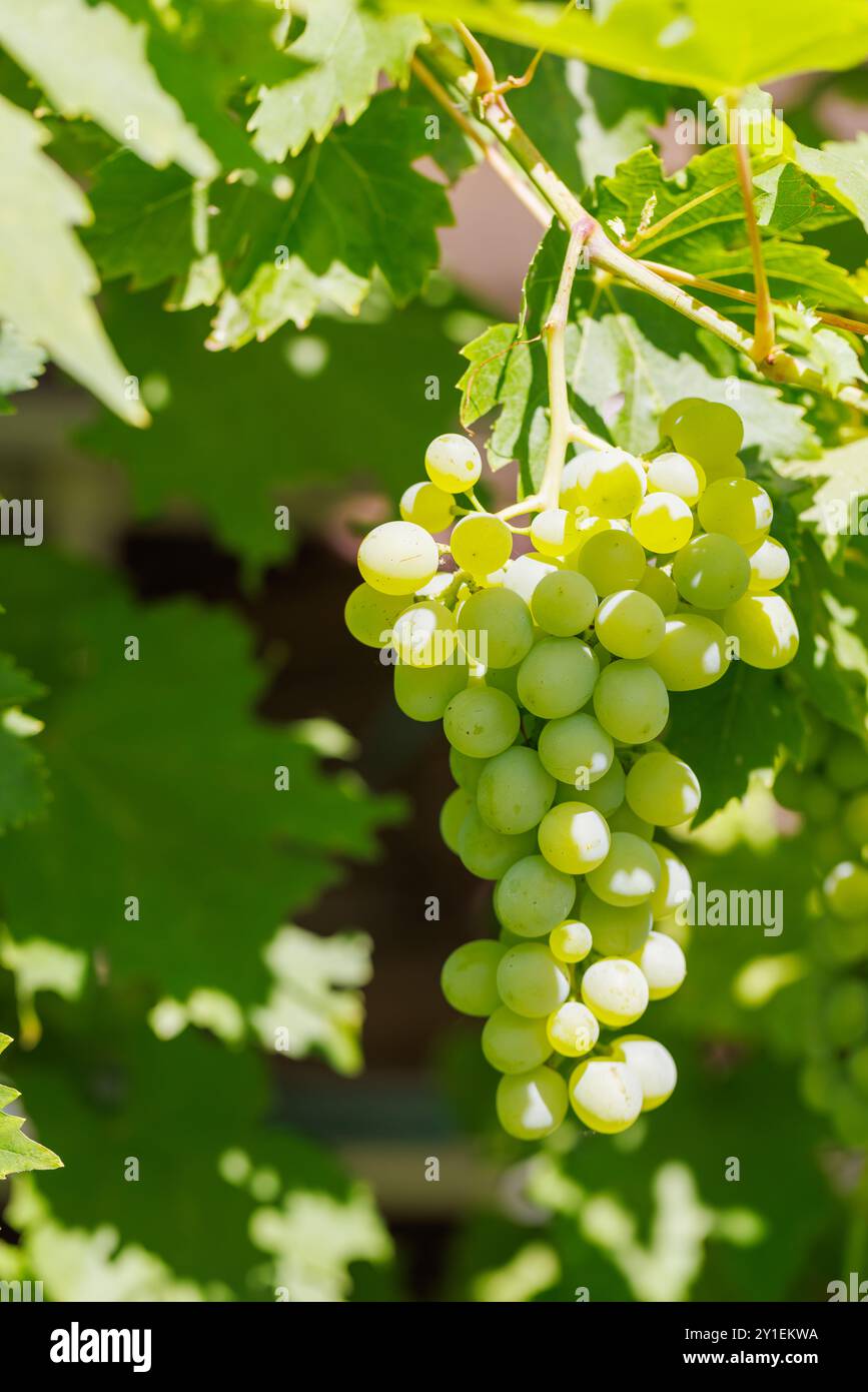 White grapes on grape vine Stock Photo - Alamy