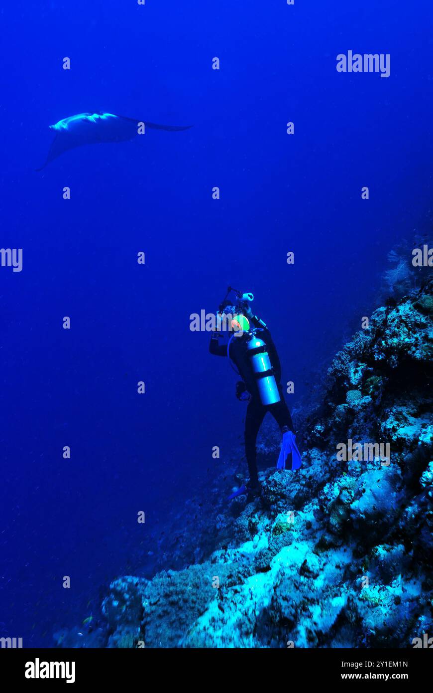 Diver filming overhead manta ray, Devil's Highway Stock Photo - Alamy