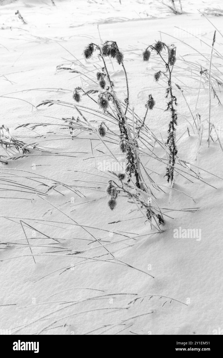 Dry grass in white Black and White Stock Photos & Images - Alamy