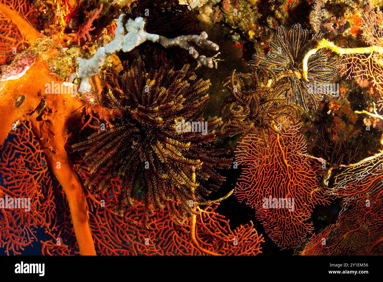 Group of various-colored crinoids Stock Photo - Alamy