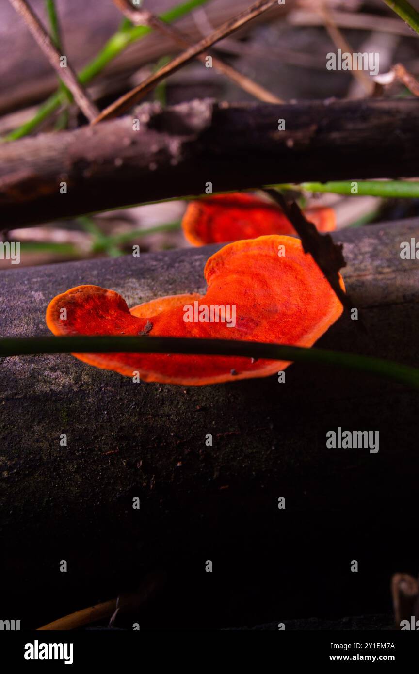 close up of Pycnoporus sanguineus mushroom Stock Photo - Alamy