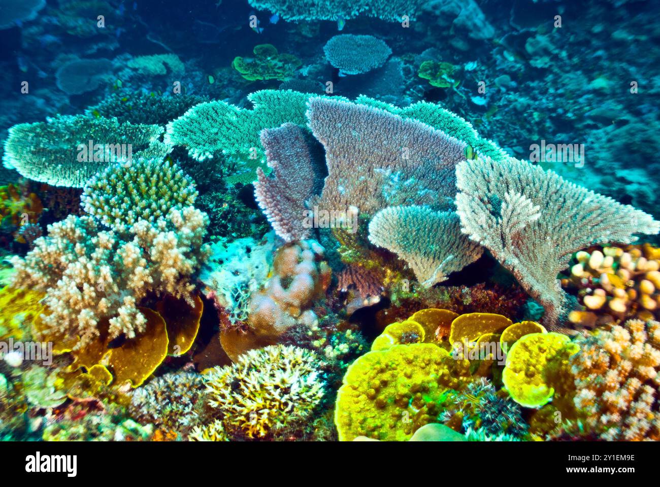 Healthy hard coral reef Stock Photo - Alamy