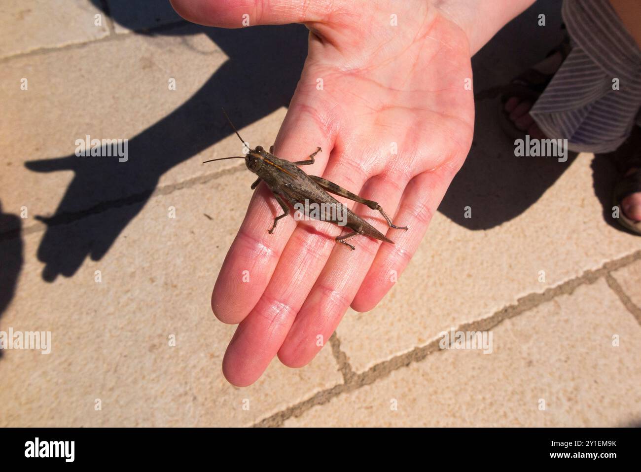 Child holding an Anacridium aegyptium, an Egyptian grasshopper / locust ...