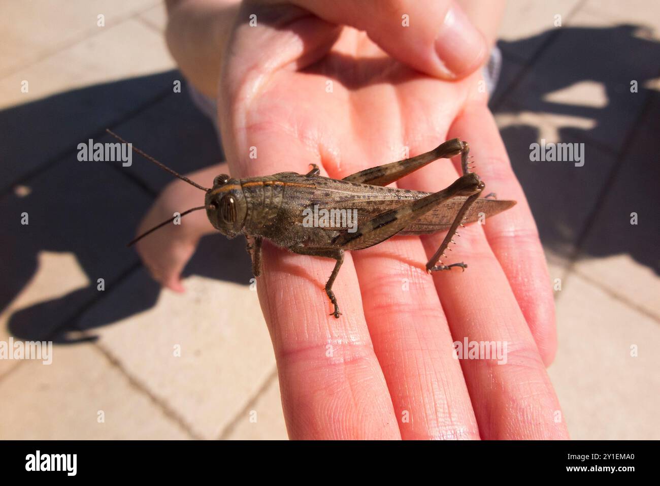 Child holding an Anacridium aegyptium, an Egyptian grasshopper / locust ...