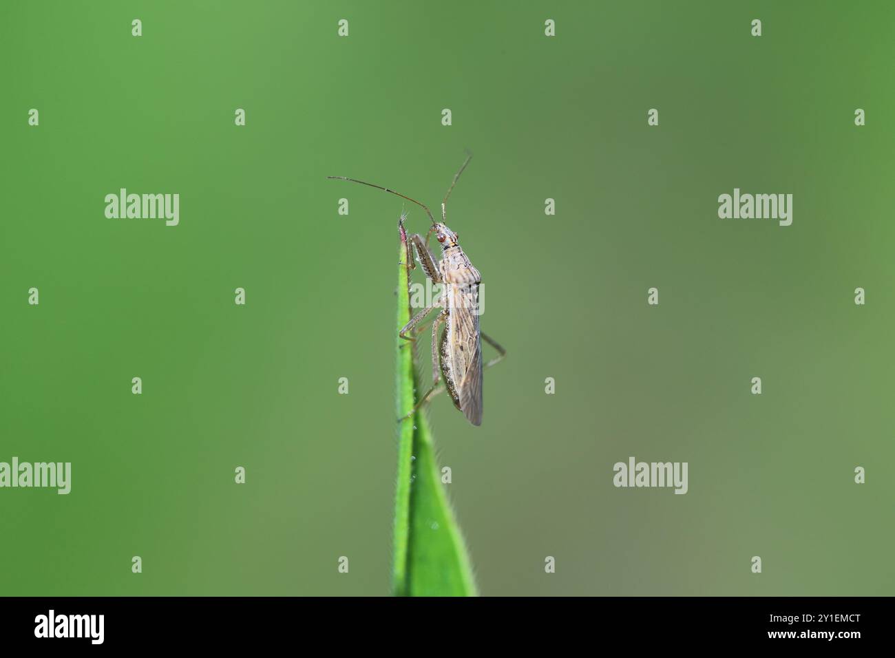 Broad Damsel Bug - Nabis sp. A predatory insect that preys on plant ...