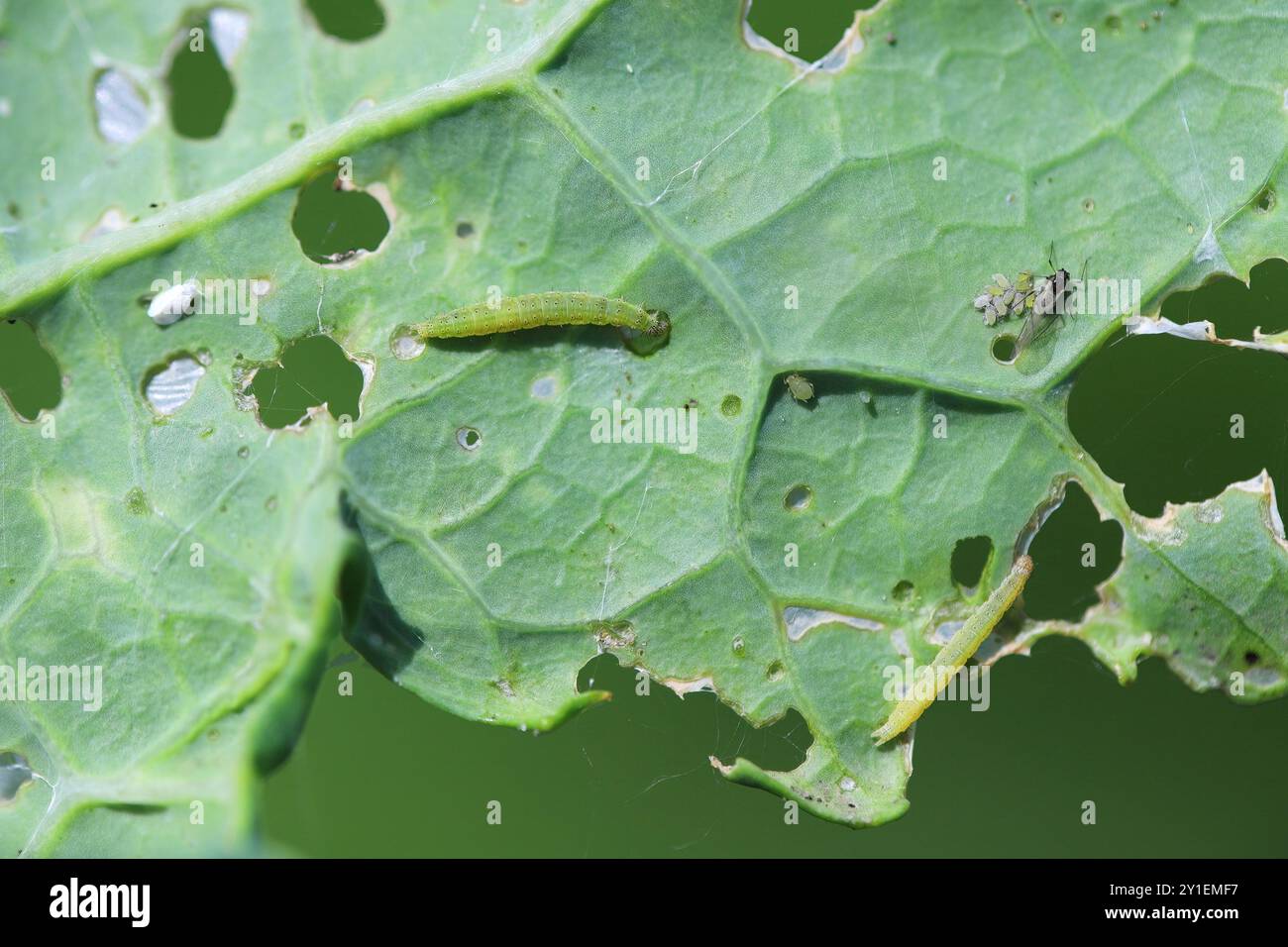 Diamondback moth hi-res stock photography and images - Alamy