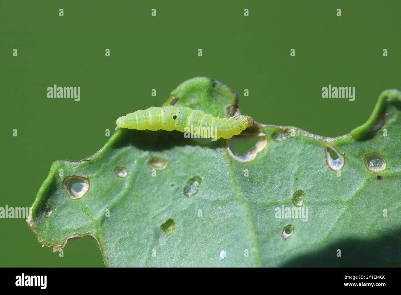 Diamondback moth hi-res stock photography and images - Alamy