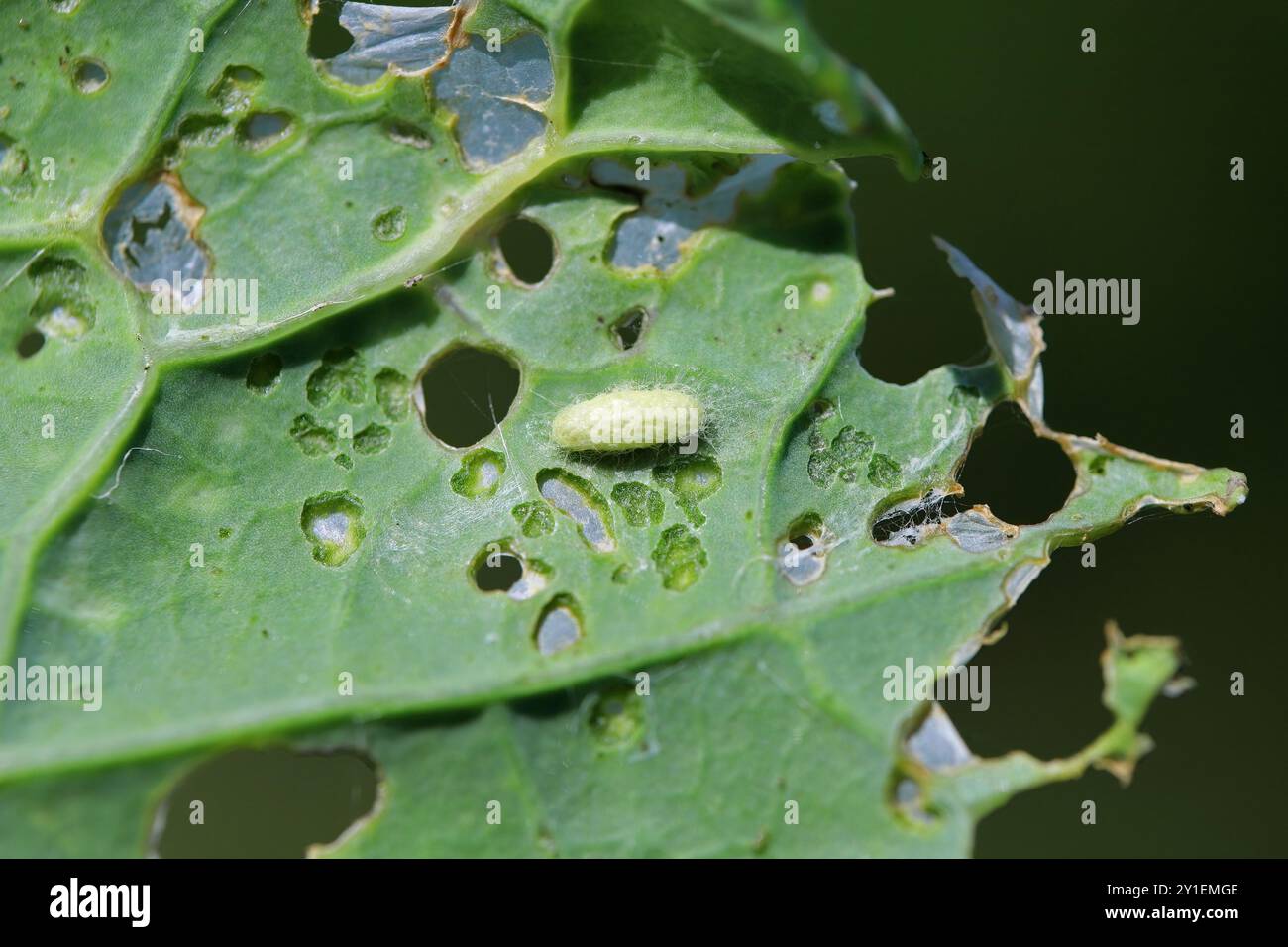 A parasitic wasp cocoon on the underside of a rapeseed leaf damaged by ...