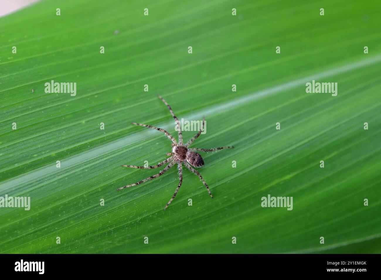 A spider on a green corn leaf in a crop field Stock Photo - Alamy