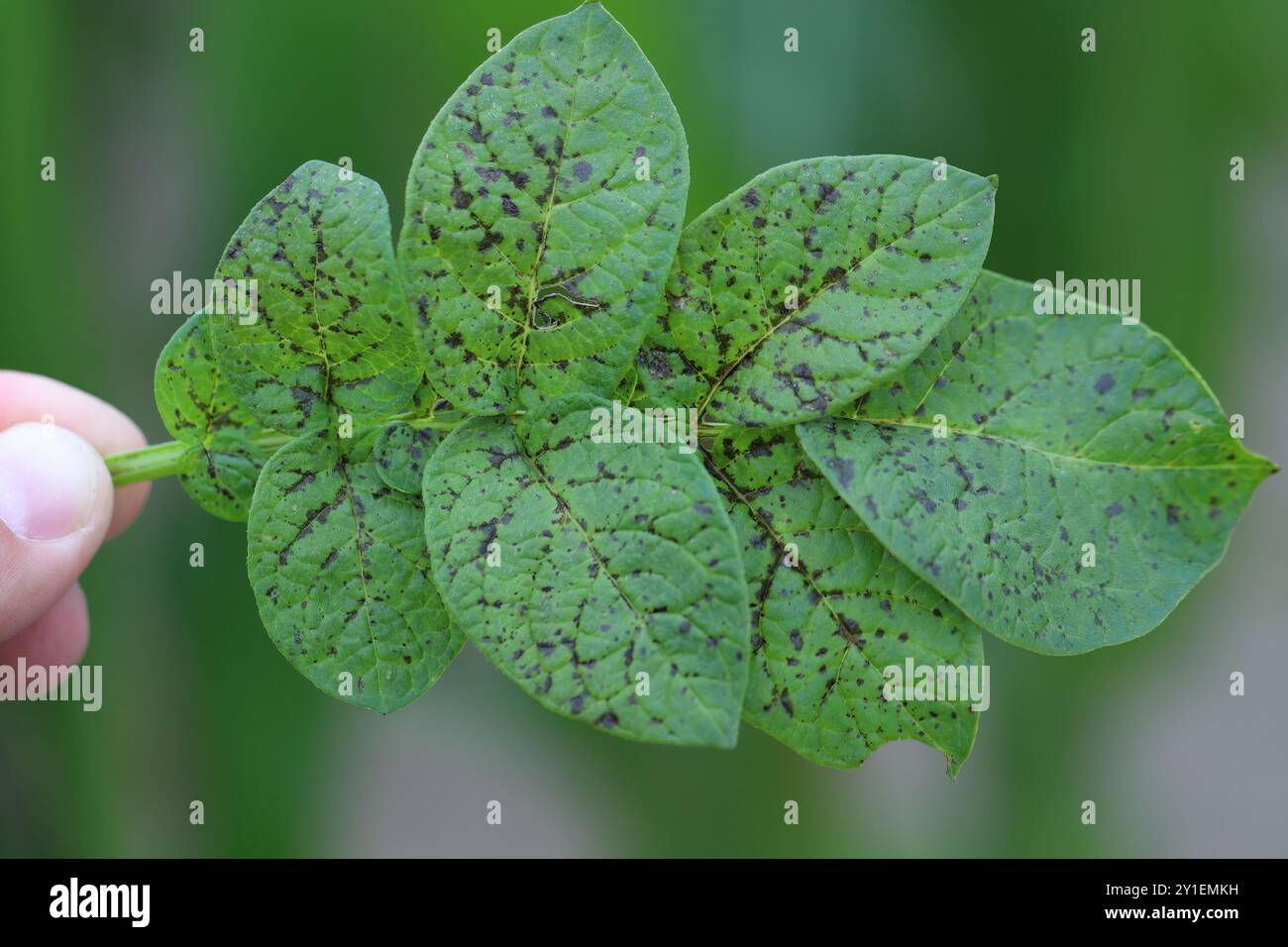 Potato alternariosis is a set of fungal diseases: dry leaf spot and ...