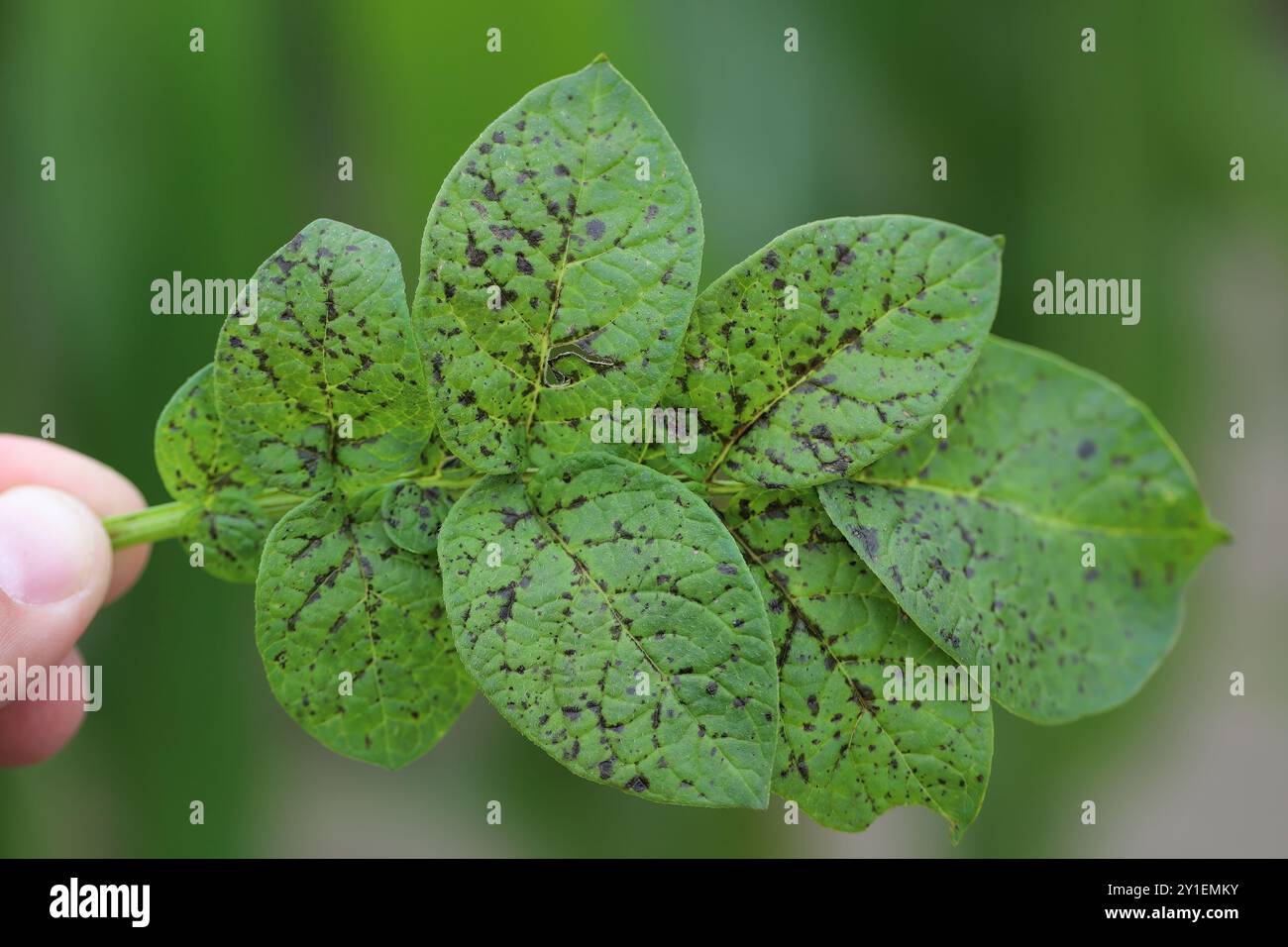 Potato alternariosis is a set of fungal diseases: dry leaf spot and ...
