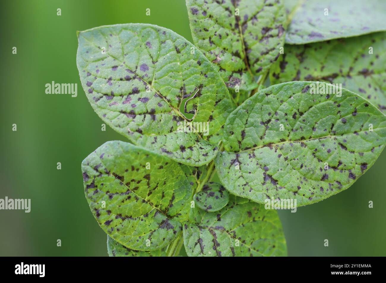 Potato leaf infested with pathogens, fungal, bacterial or viral disease ...