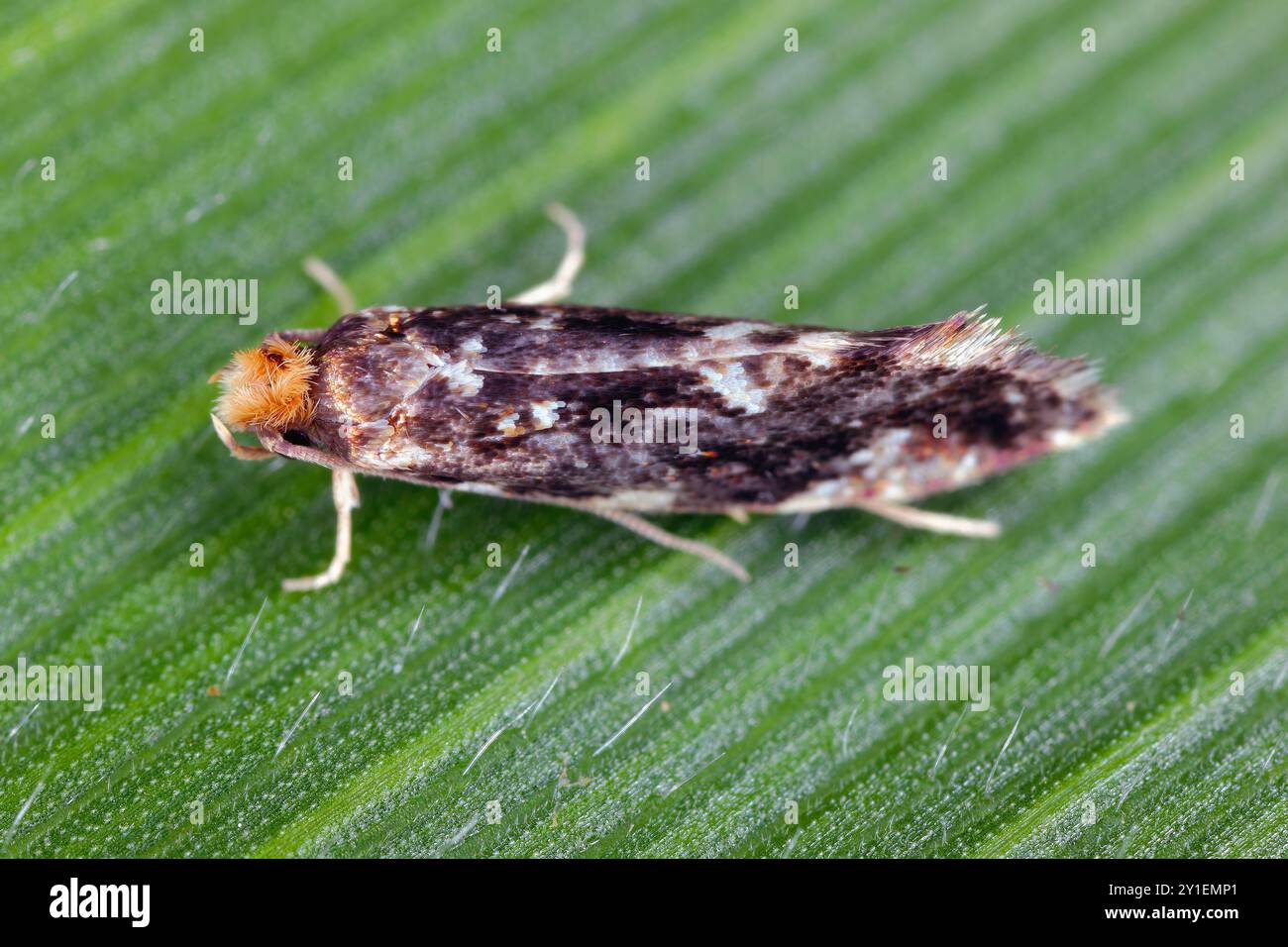 Cork moth, Nemapogon sp. on green leaf, macro photo. Fungus moth family ...