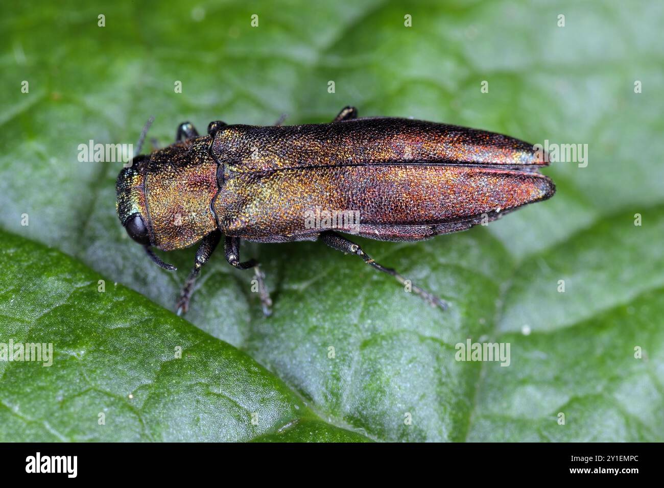 Splendour beetle, also known as the oak buprestid beetle (Agrilus) in ...