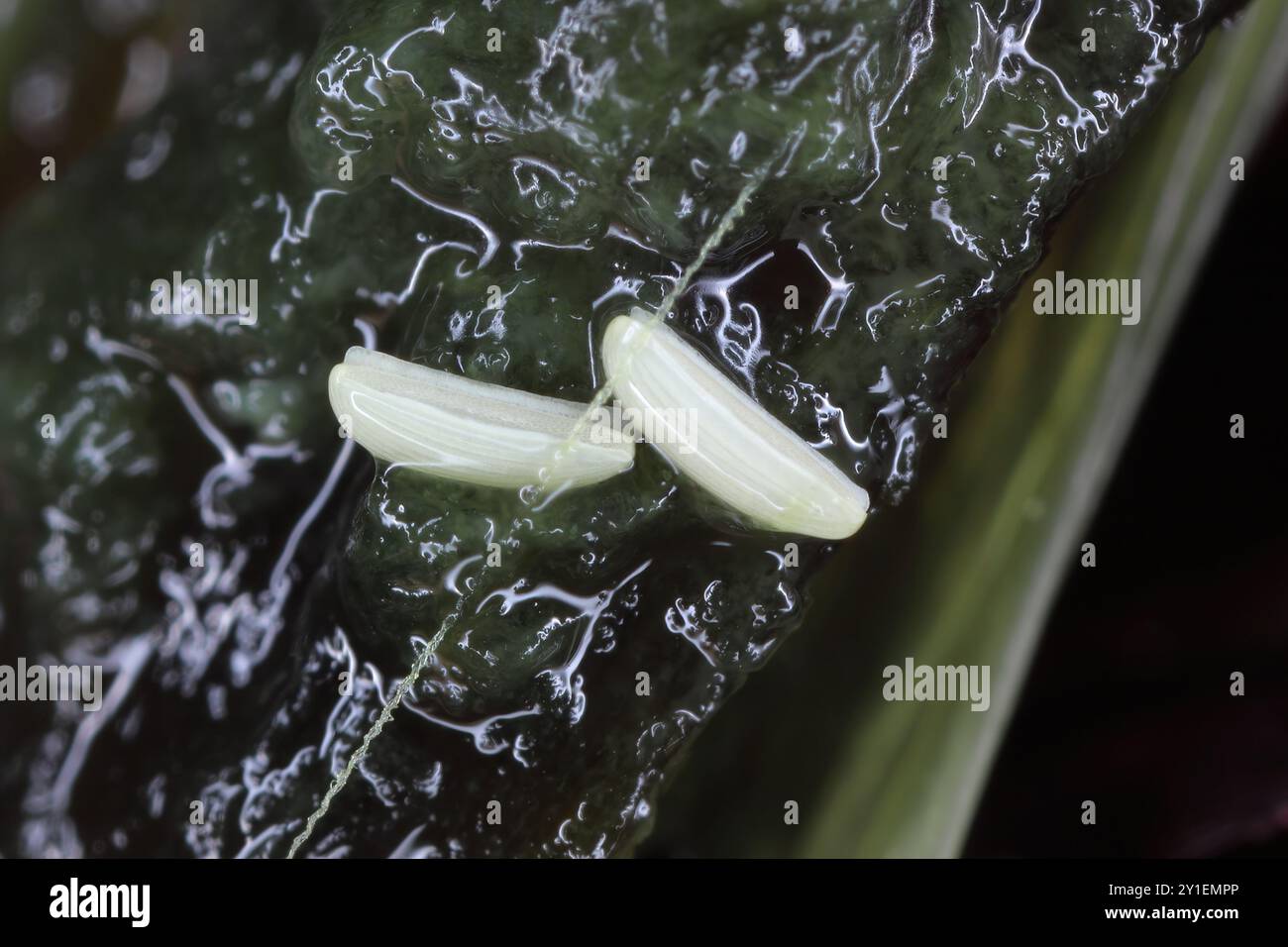 Fly eggs laid on rotting food Stock Photo - Alamy