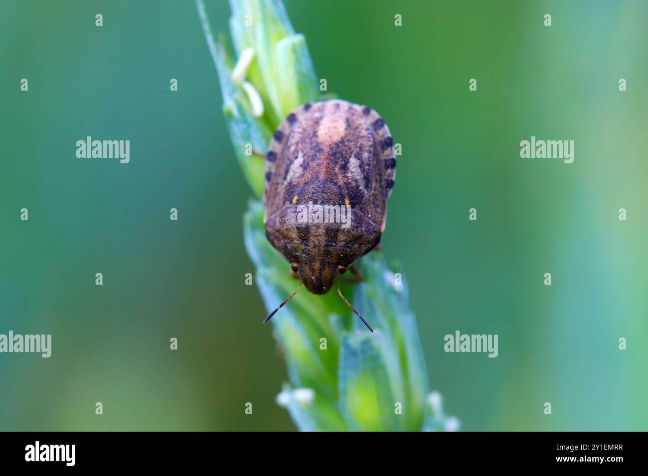 Eurygaster integriceps hi-res stock photography and images - Alamy