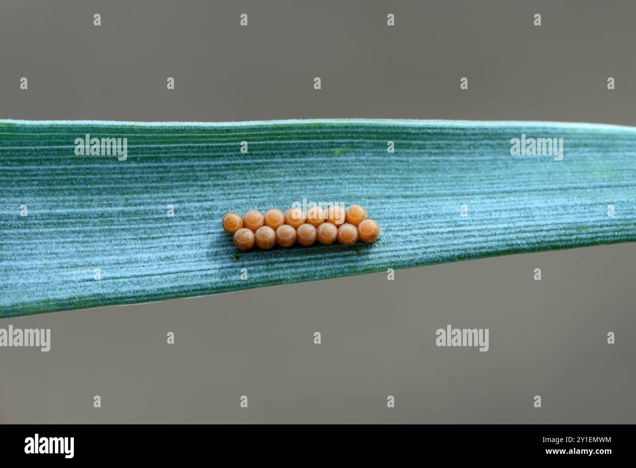 Bug eggs laid in two equal rows on a wheat leaf in a crop field Stock ...
