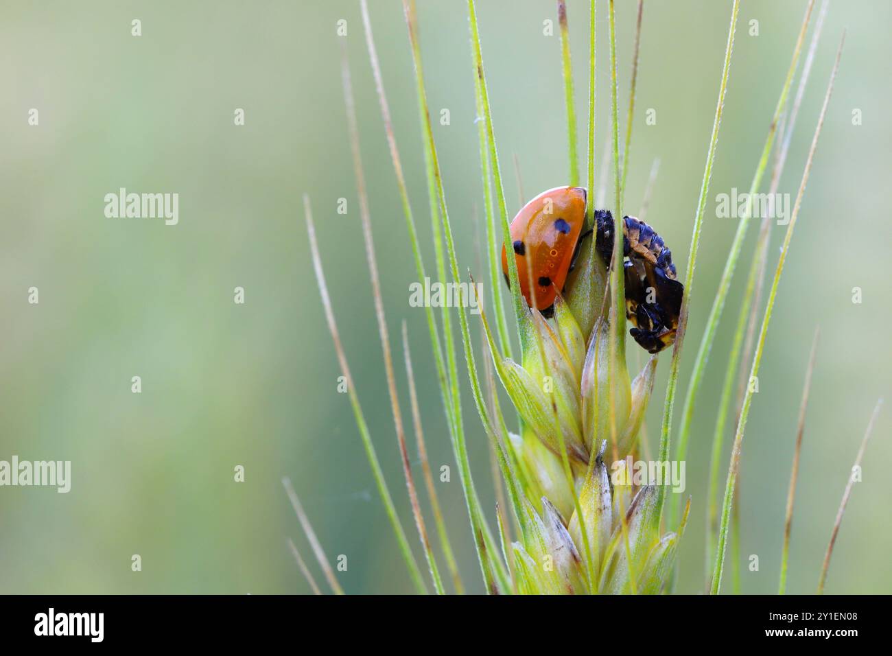 A young ladybug beetle of the seven-spotted ladybug shortly after ...