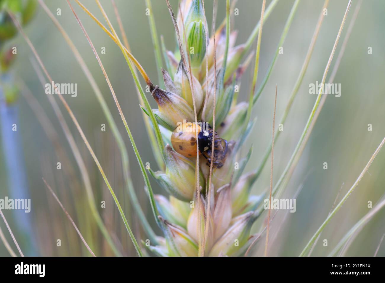A young ladybug beetle of the seven-spotted ladybug shortly after ...