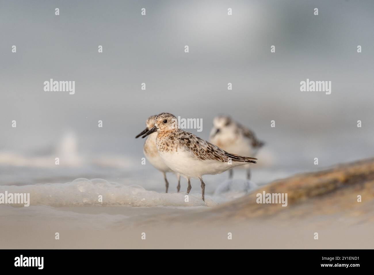 Sanderling (Calidris alba) feeding on a beach. Camaret sur mer, Crozon ...