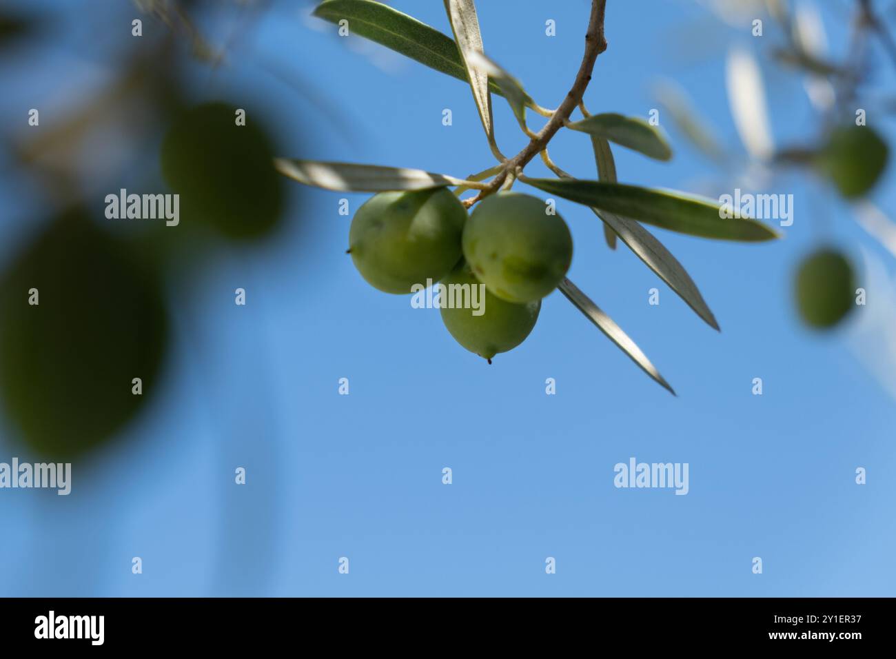 Detail of three green olives hanging from the branch of an olive tree ...