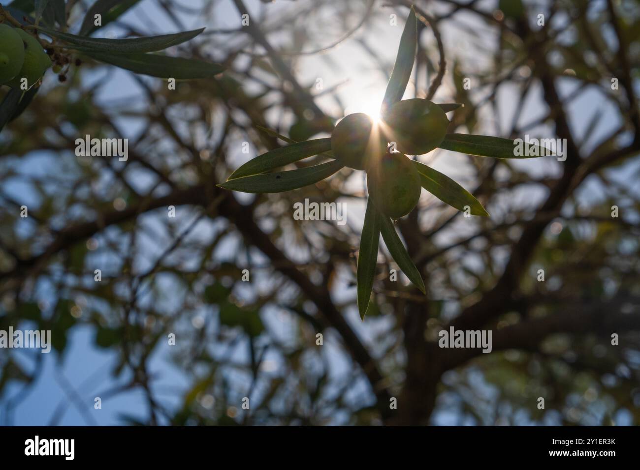Backlit detail of green olives hanging from the branch of an olive tree ...