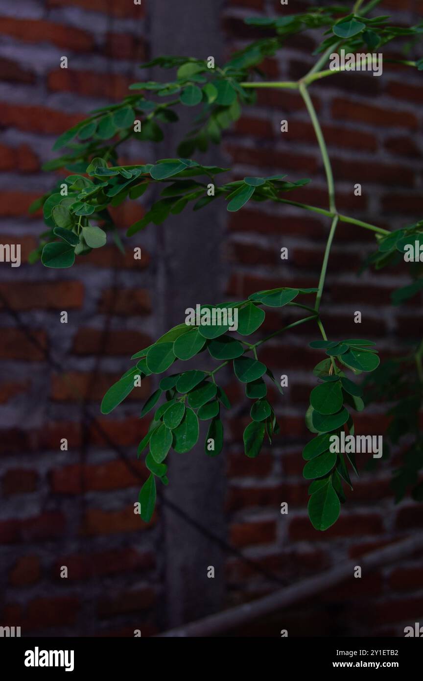 Indian moringa tree hi-res stock photography and images - Alamy