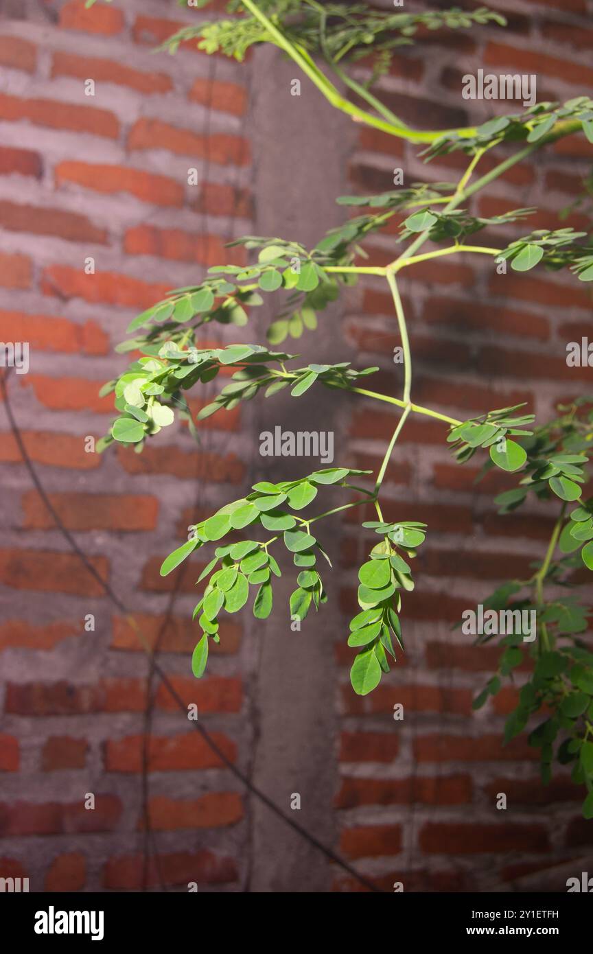 Indian moringa tree hi-res stock photography and images - Alamy