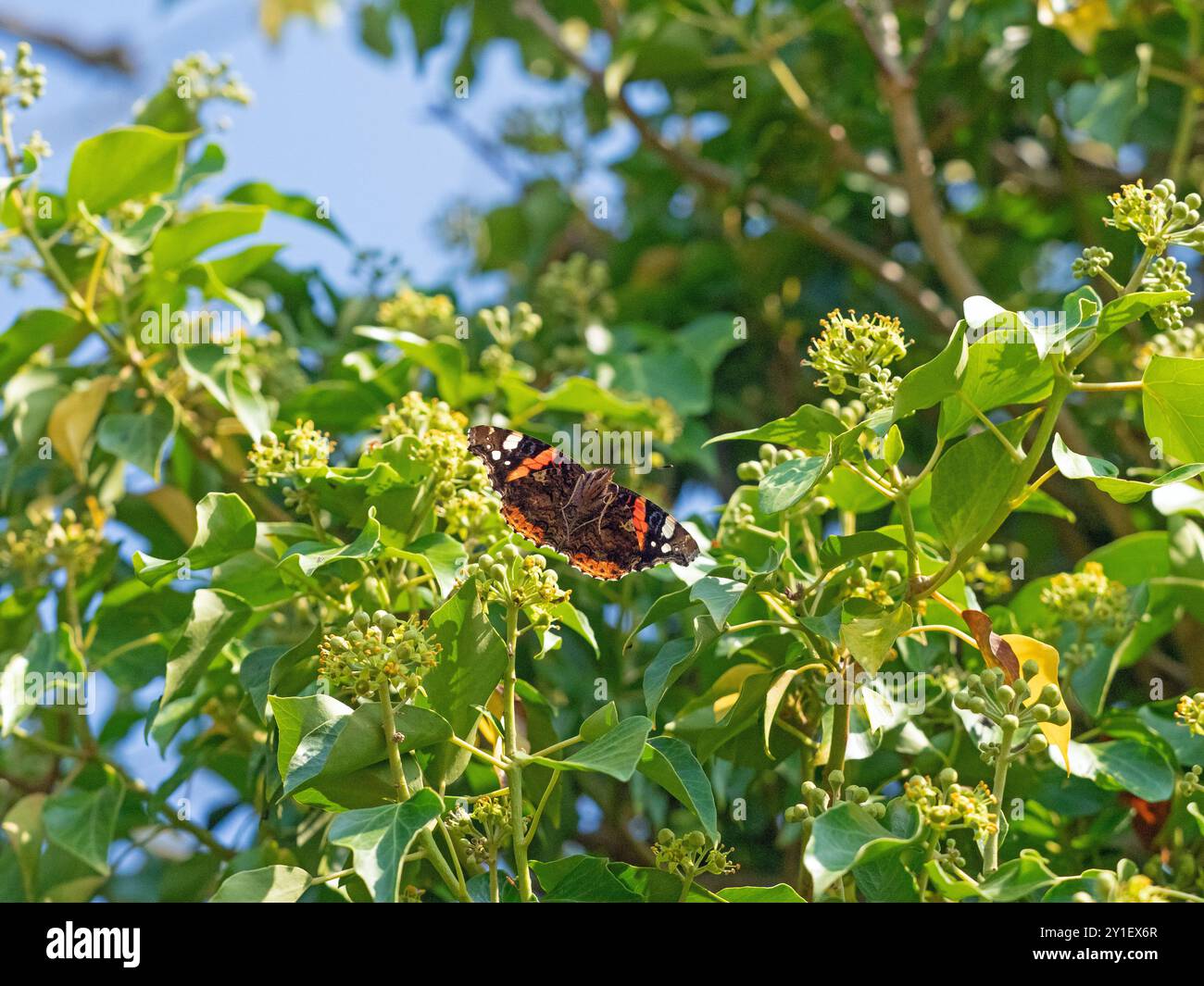 Frequent visitor to flowers hi-res stock photography and images - Alamy