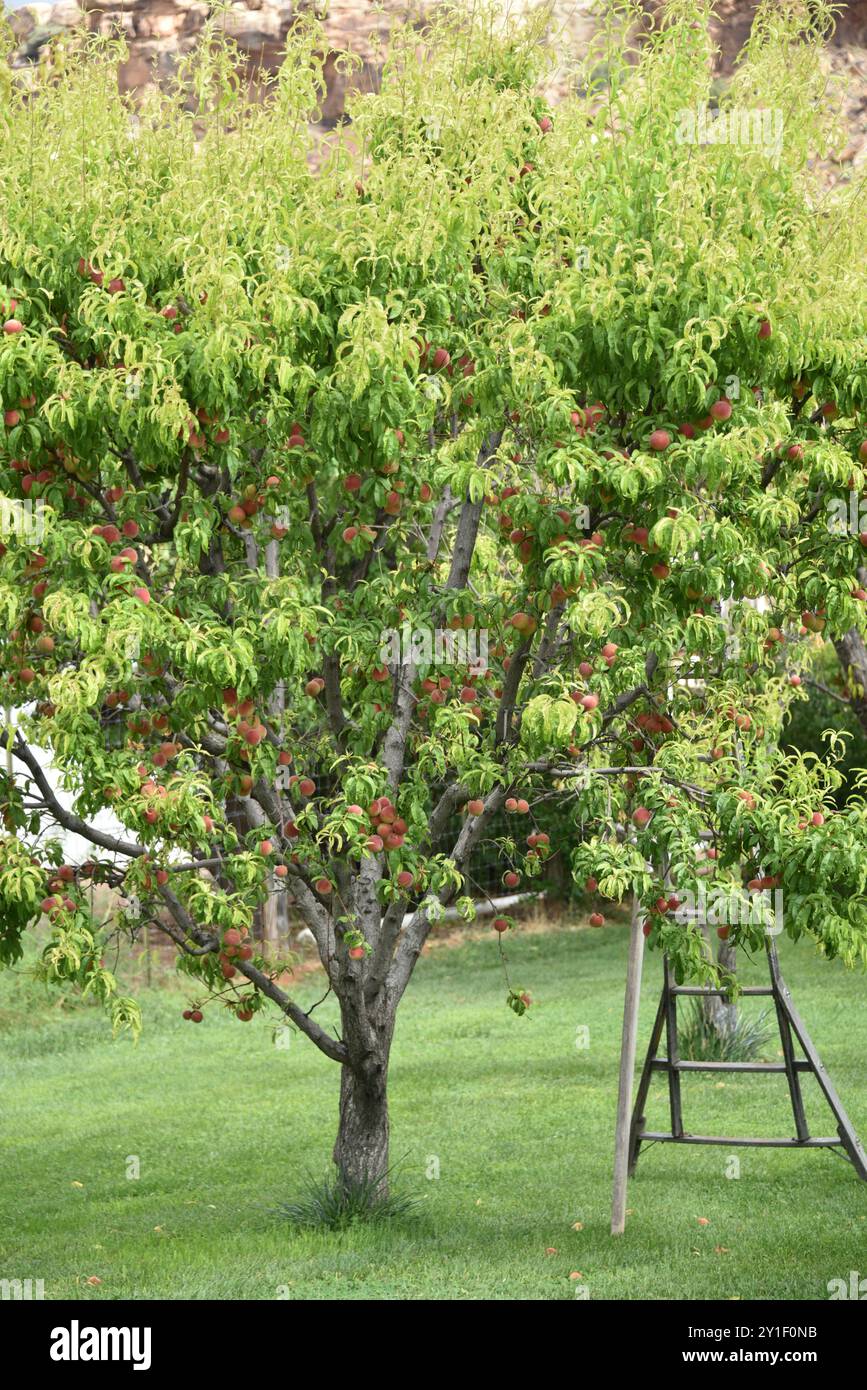 Hirschi produce and eggs hi-res stock photography and images - Alamy