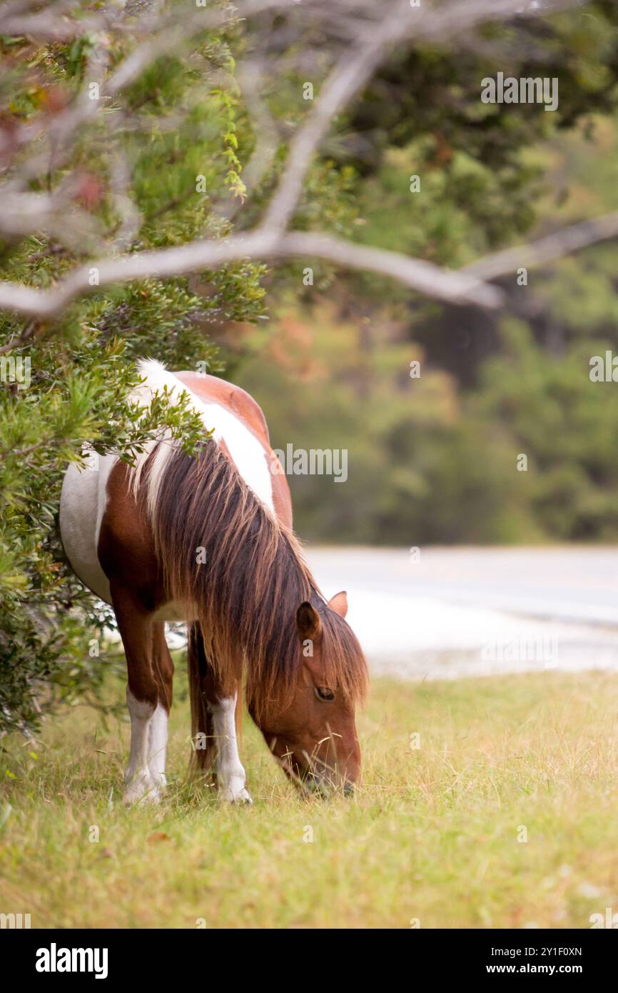 A wild pony (Equus caballus) grazing at Assateague Island National ...