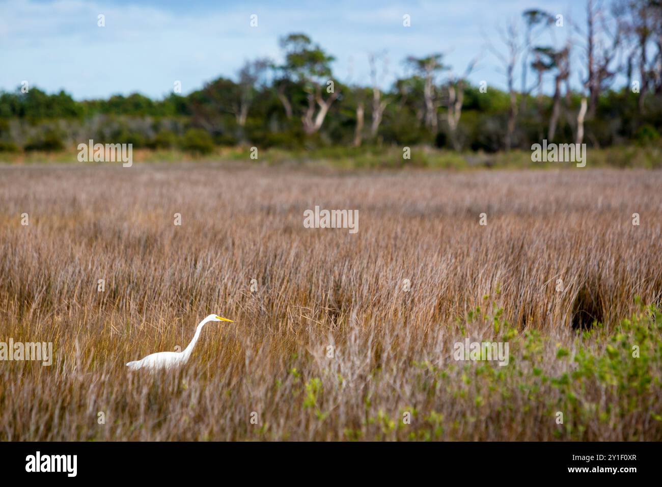A Great Egret (Ardea alba) foraging in salt marsh wetlands at ...